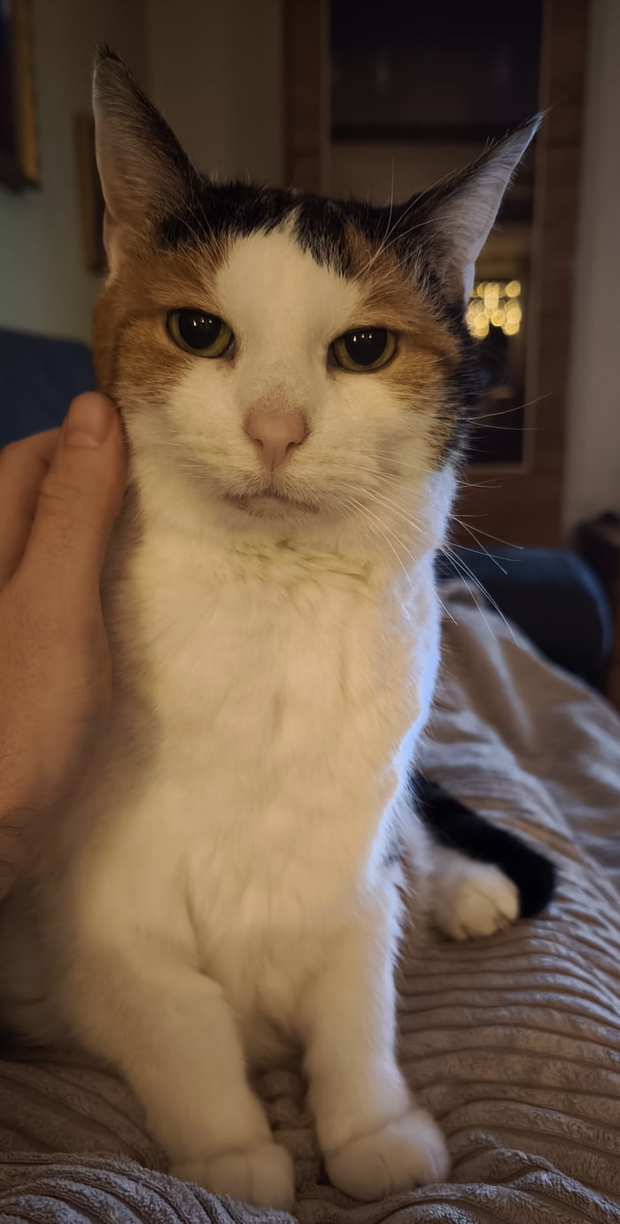 Very excited, much meow - 9GAG