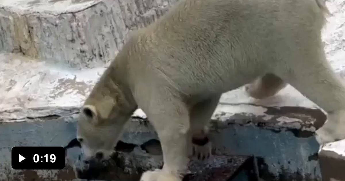 Derpy polar bear 🐻 ️ - 9GAG
