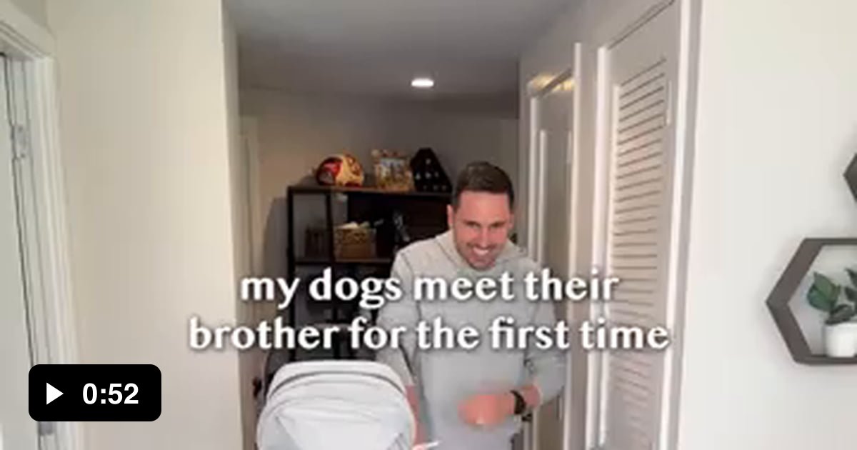 The dogs meet their brother, Connor, for the first time. It is the ...