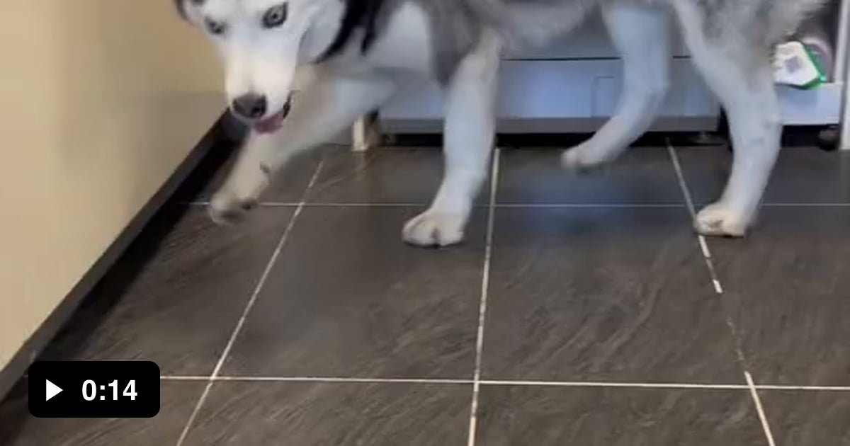 "Give me your hand" Husky: "Hell no!" - 9GAG