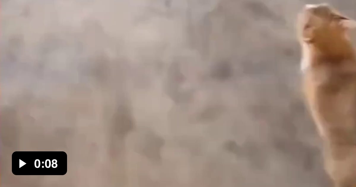 Ah! Hum! What? - 9GAG