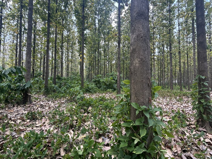 10 year old plantation of clone trees in Mexico - 9GAG