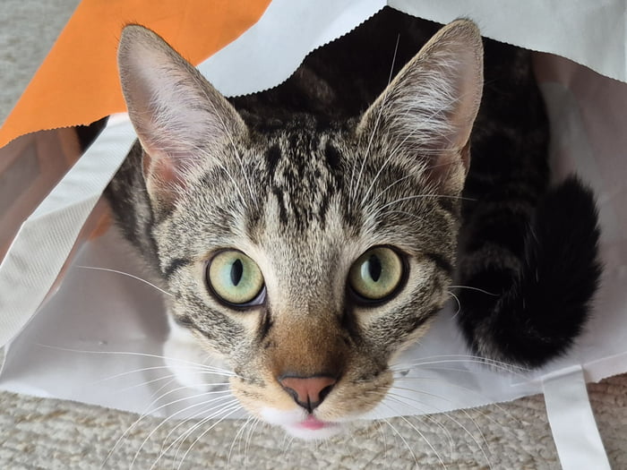 Its my cat called Tiger or little pignose :D He love to sit in ...