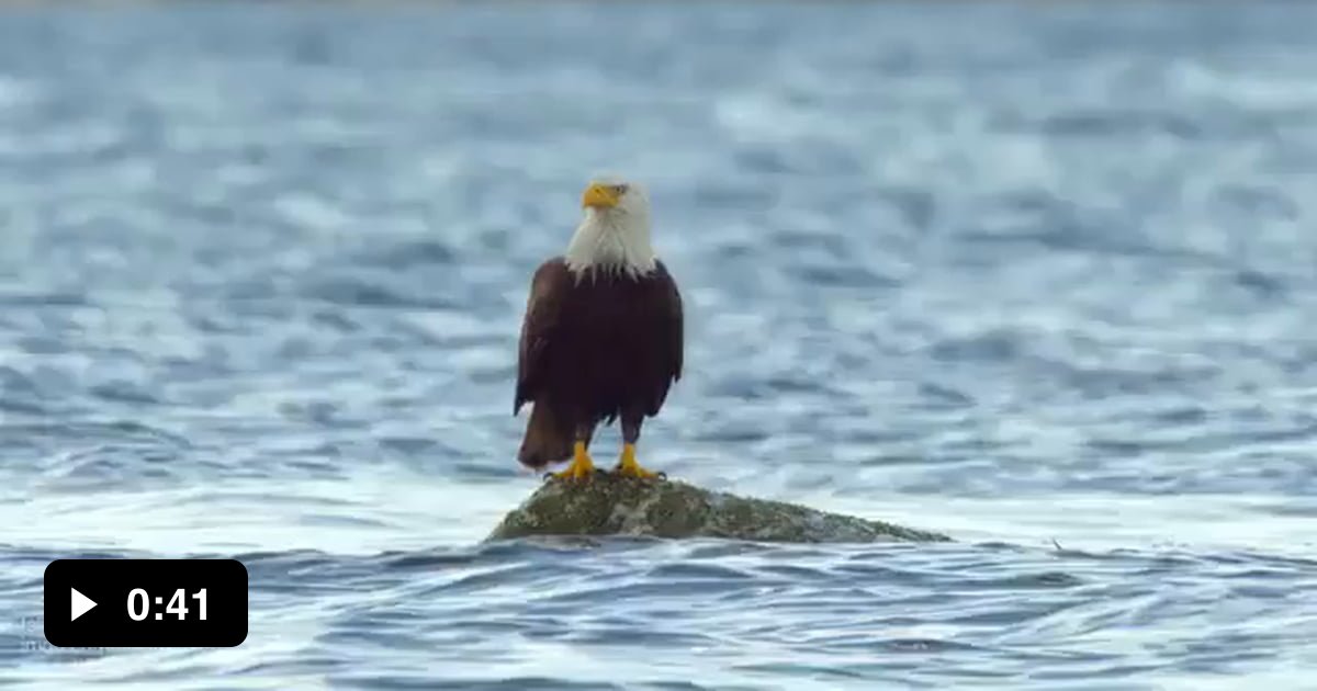 Crab fights off a Bald Eagle. - 9GAG