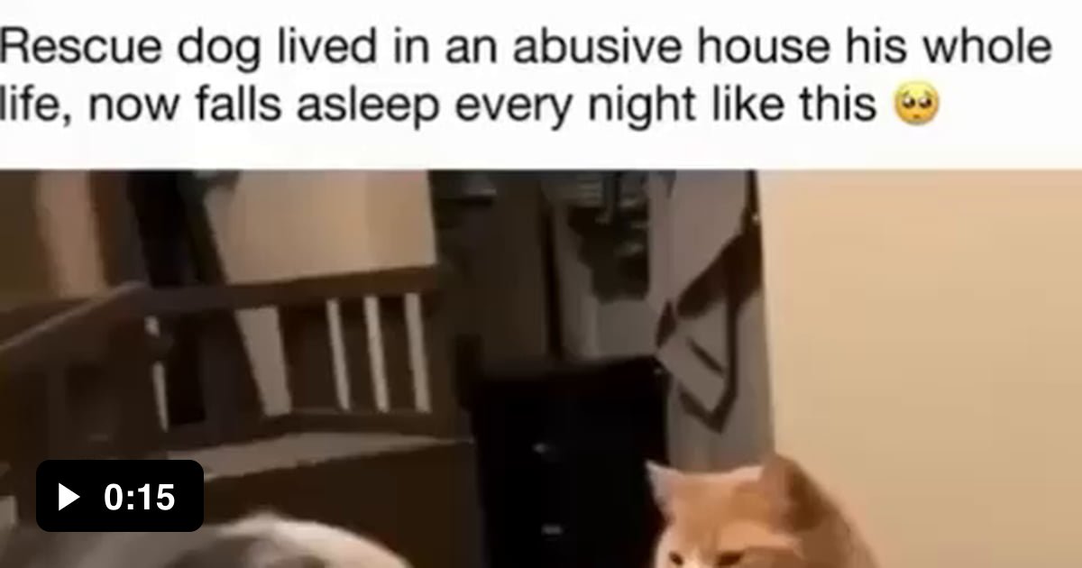 Rescue dog’s been adopted by the cat - 9GAG