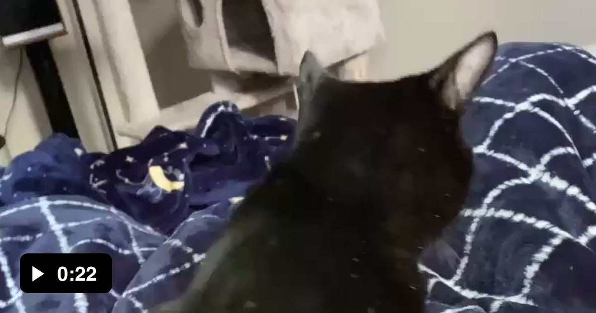 Hit the jackpot with a cuddle bug void - 9GAG