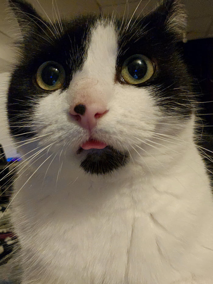 Meet Kitty 😊! - 9GAG