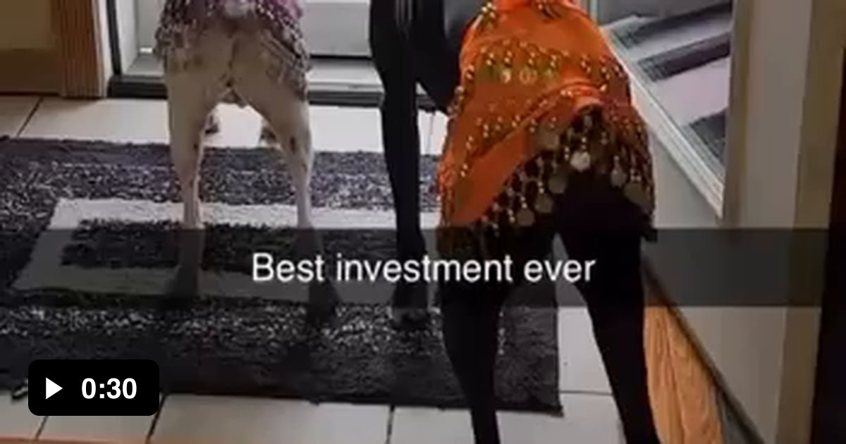 When the zoomies sync up - 9GAG