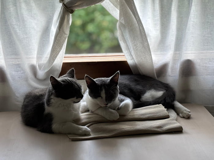 4,5 months old cats. Caught sleeping on kitchen table this morning. Boy ...