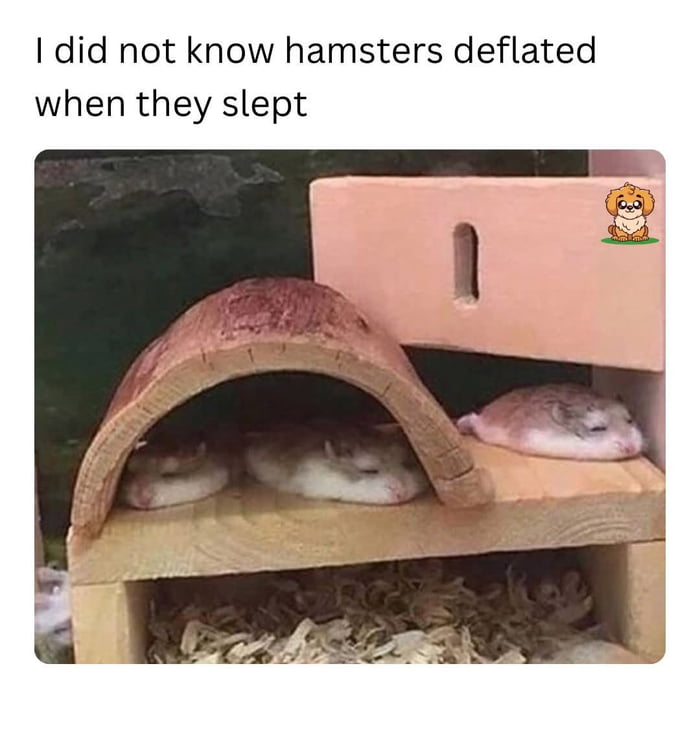 Hamster Inflation - 9GAG