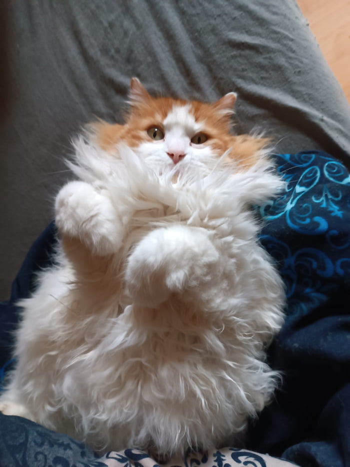 Queen of Fluff Relaxing - 9GAG