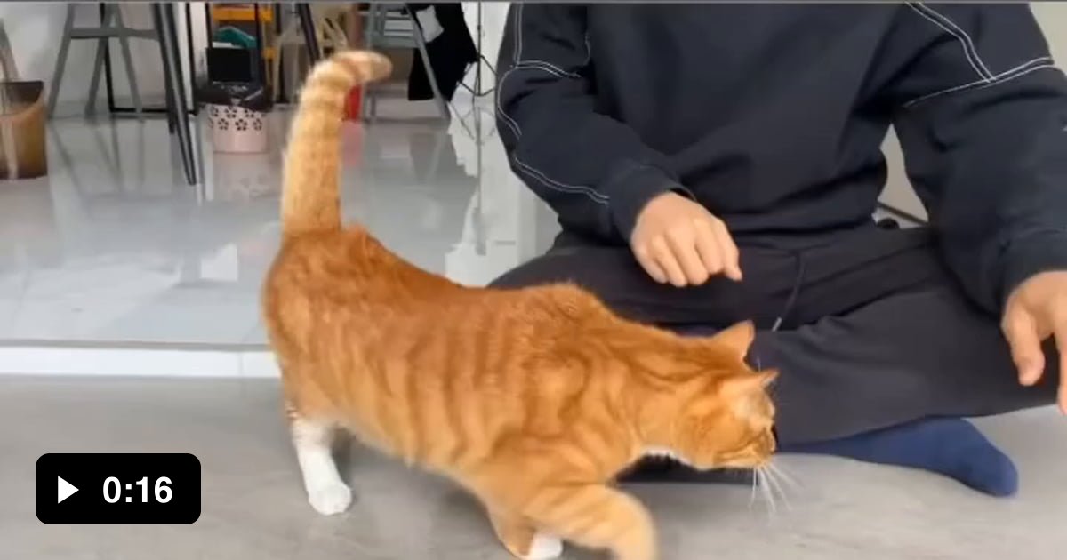 Average orange cat - 9GAG