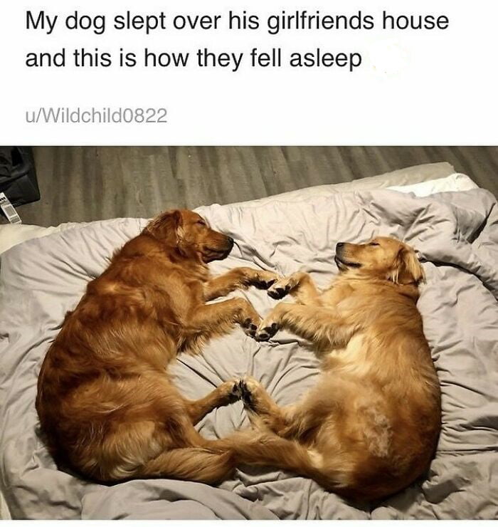 Cuddle Dogs - 9GAG