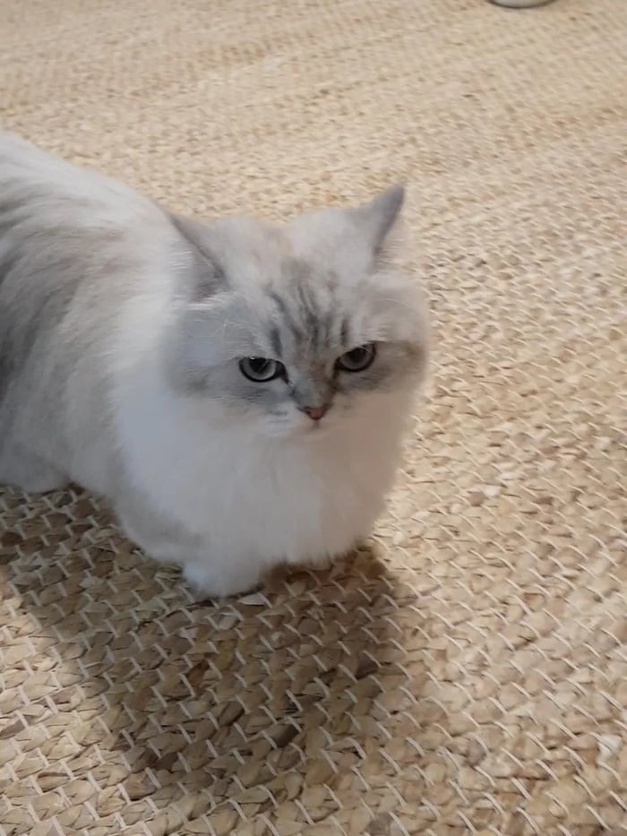 Why does my cat look like u ii a io ui ii a io cat?😹 - 9GAG