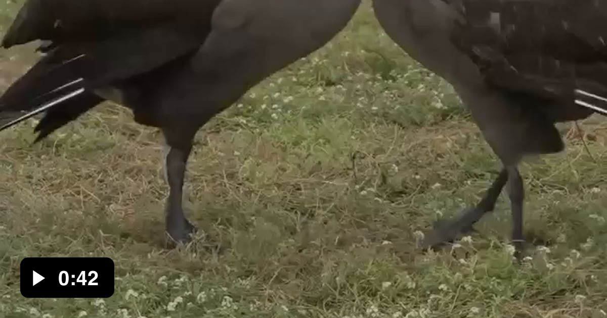 Beautiful seabird Kaʻupu mating dance - 9GAG