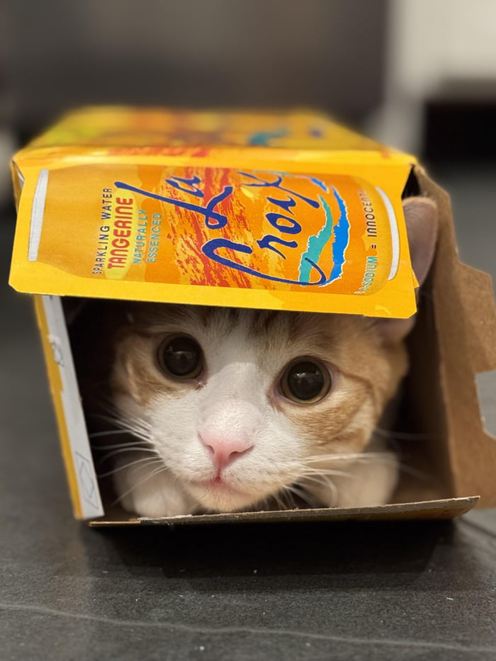 Taco ️s Boxes - 9GAG