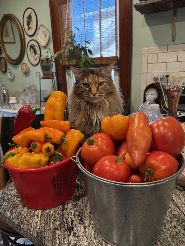 Mini-Cat, the fiercest produce judge - 9GAG