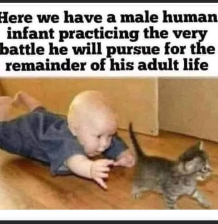 Here kitty, kitty, kitty. - 9GAG