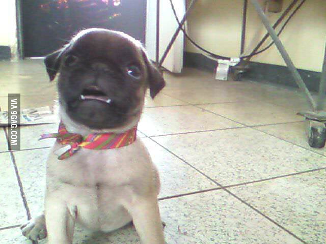 Derp Pug. - 9GAG