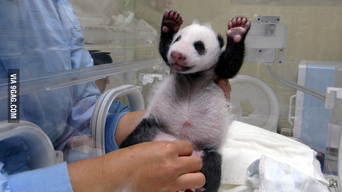 Watch out guys, we're dealing with a badass baby panda over here - 9GAG