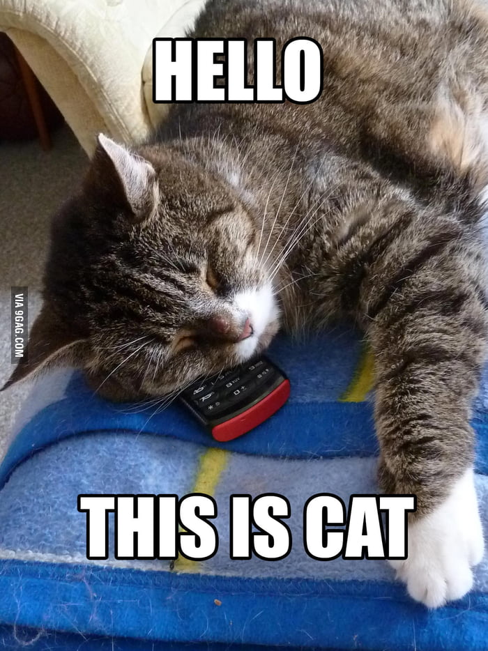 Hello this is cat! - 9GAG