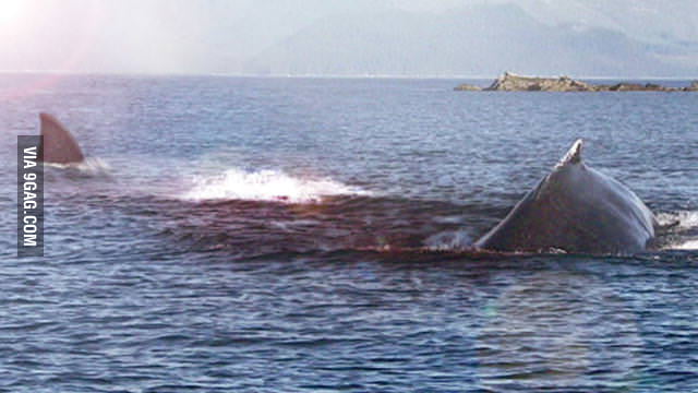 Discovery Channel's fake yet impressive photo of a Megalodon attacking ...