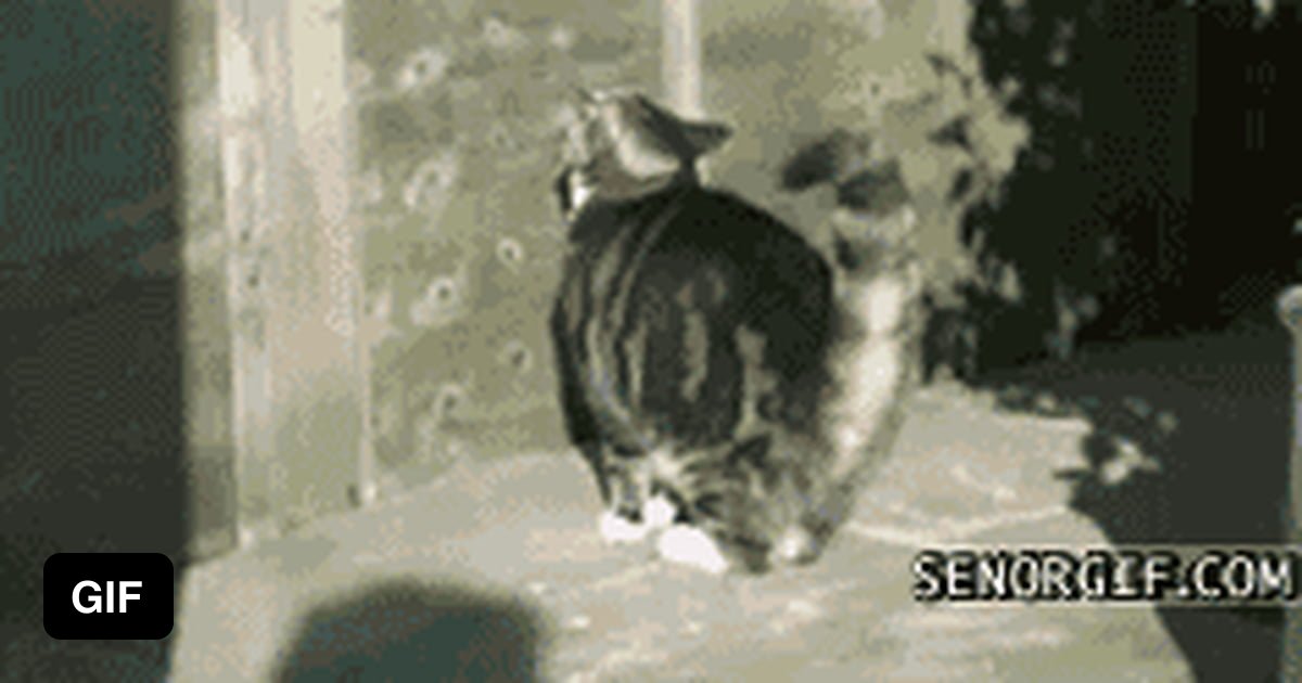 Cat climb in super slow motion - 9GAG