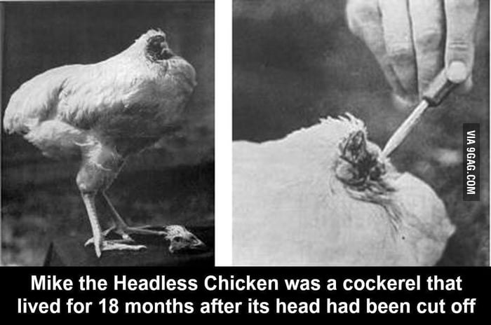 That's one tough chicken - 9GAG