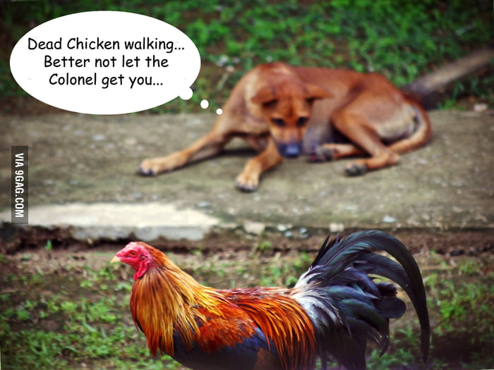 Dead chicken walking - 9GAG