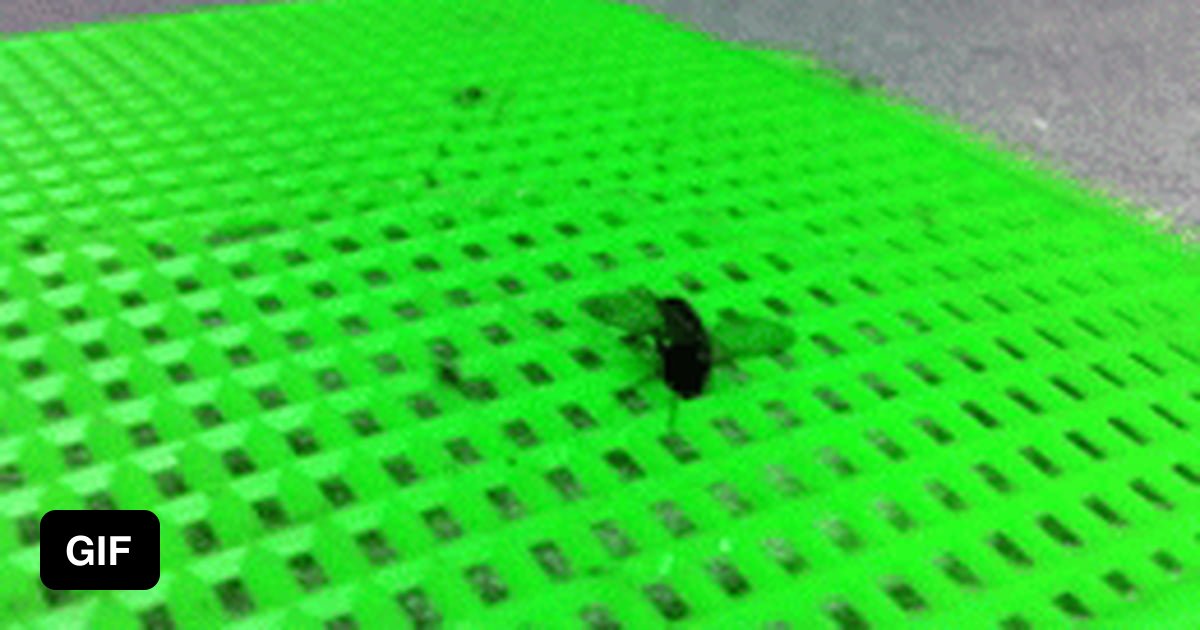 Hit a fly in midair with a swatter, and its head got stuck - 9GAG