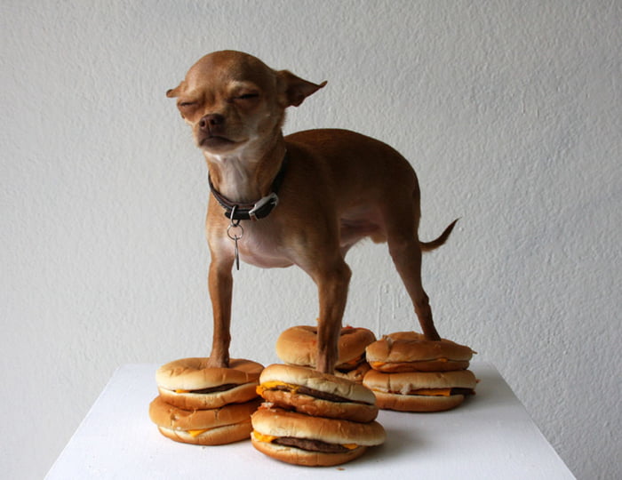 This Chihuahua on Burgers - 9GAG