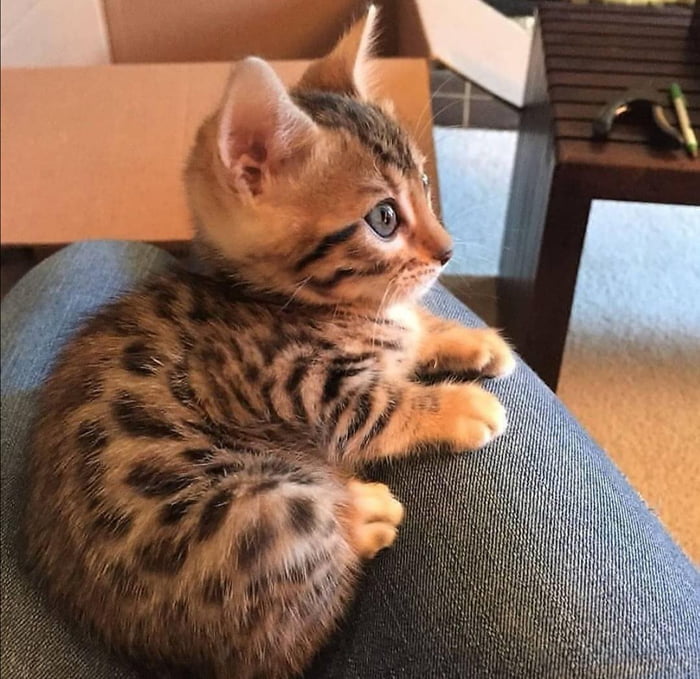 Smol cat - 9GAG