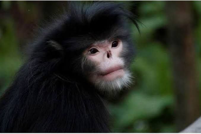 PSICOLOGIST:Michael Jackson Monkey is not real!! Me: - 9GAG