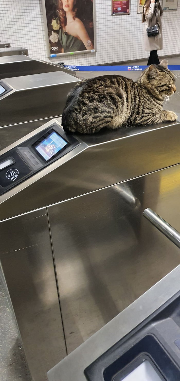 A metro station in İstanbul, city of cats. - 9GAG