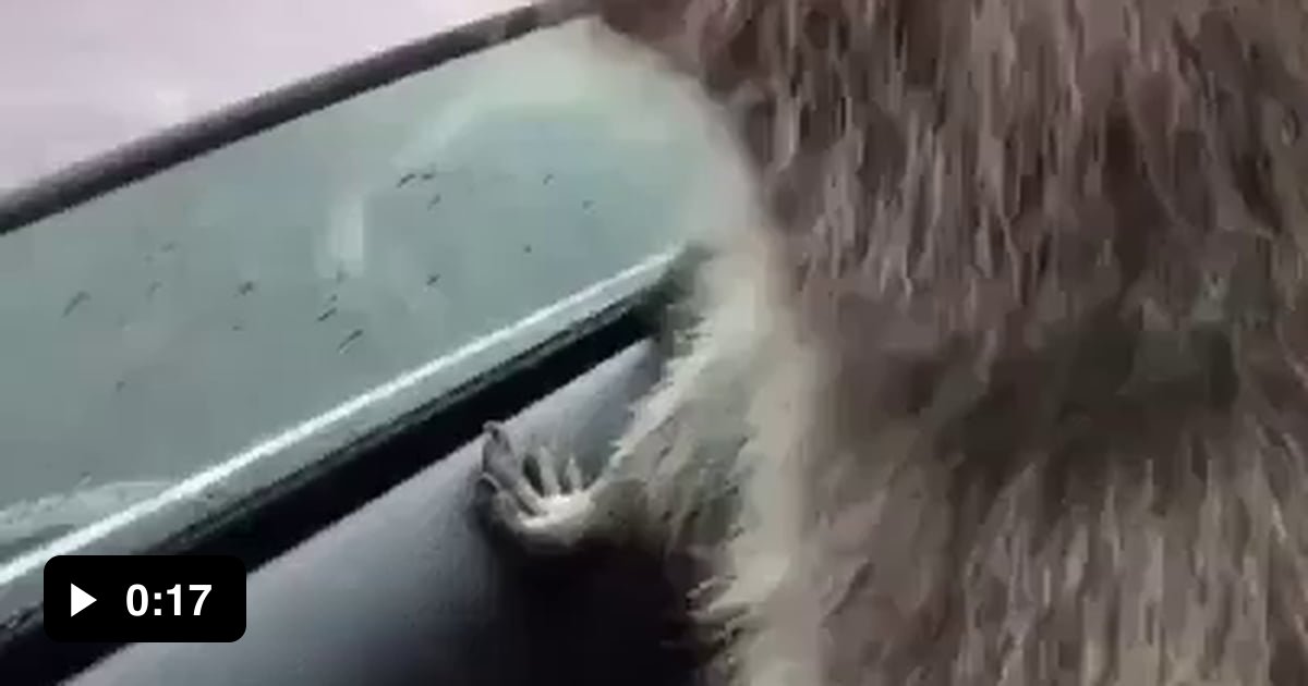 Derpy raccoon trying to eat the air - 9GAG