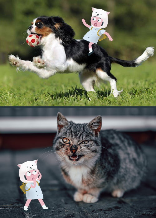 Dogs vs. Cats - Which team are you? - 9GAG