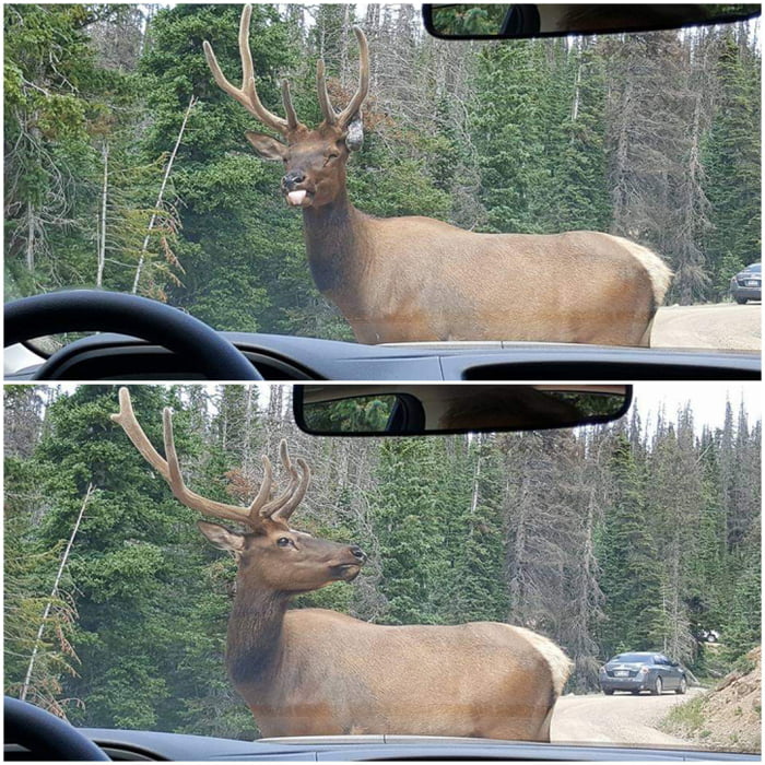 Elk with an Attitude in Colorado - first, he stuck his tongue out at us ...