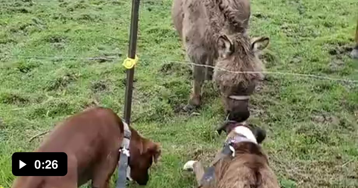 Dog gets shocked, donkey laughs his ass off. - 9GAG