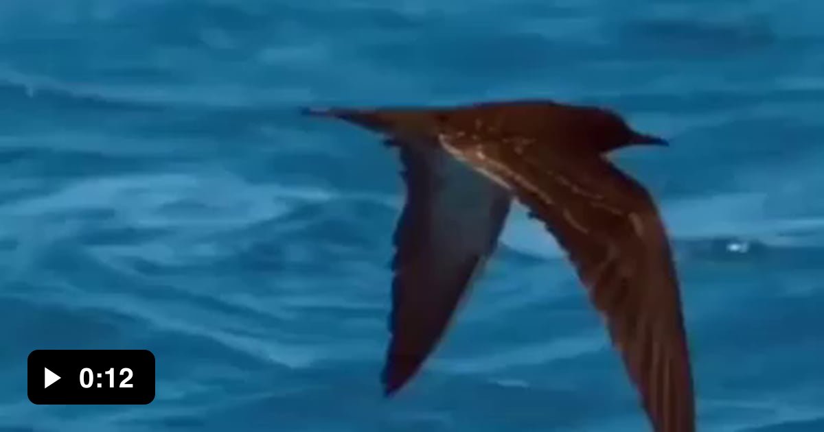 Fish hunting a bird - 9GAG