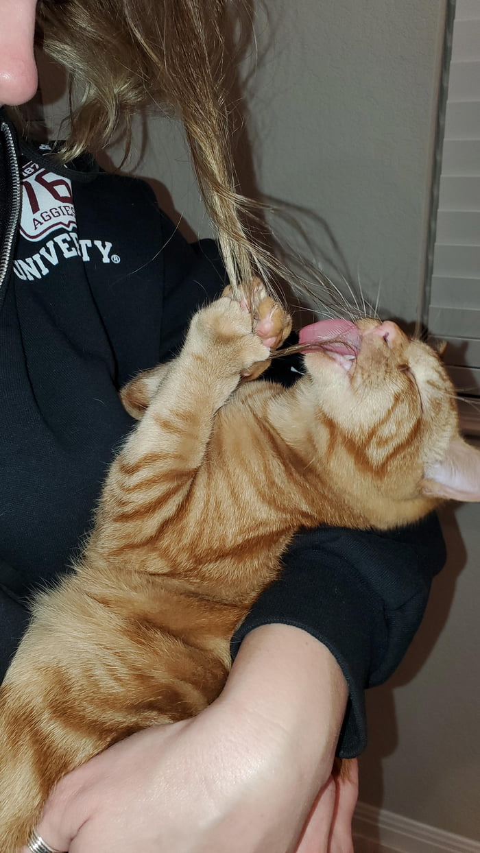 Derpy kitten snacking on aunty's hair, in total bliss. - 9GAG