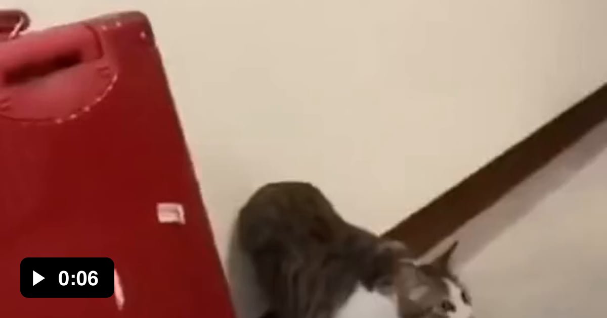 It was at this moment he knew, he fluffed up. - 9GAG