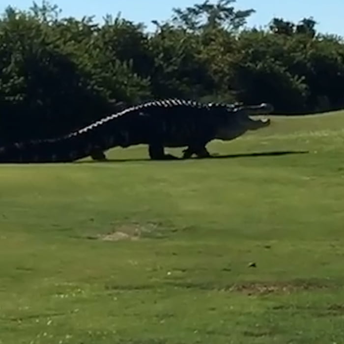 A 15-foot alligator crossing a golf course here in Florida. Locals call ...