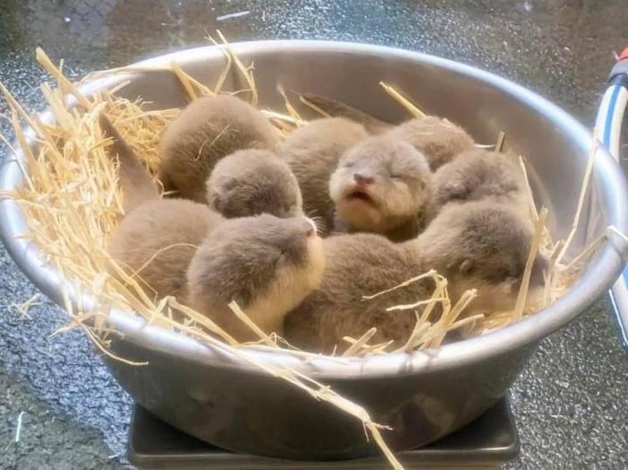 Here's a bowl of otters to cleanse your brain - 9GAG