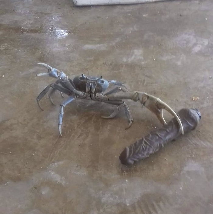 You mess with crabo, you get the dildo. Yeah that’s cursed - 9GAG