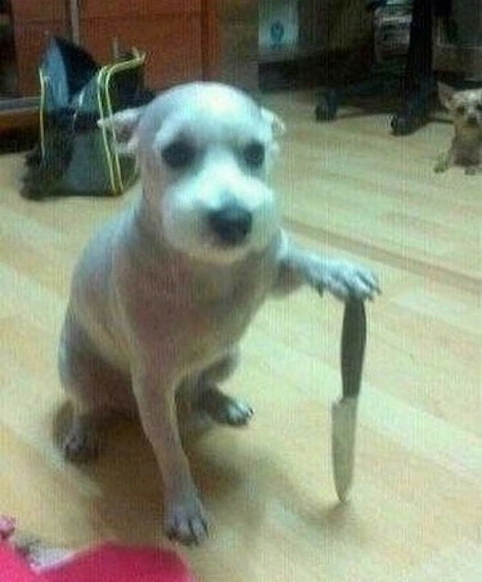 Mess with the doggo, you get the stabbo - 9GAG