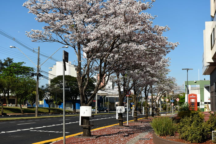 Spring in Londrina, Brazil - 9GAG