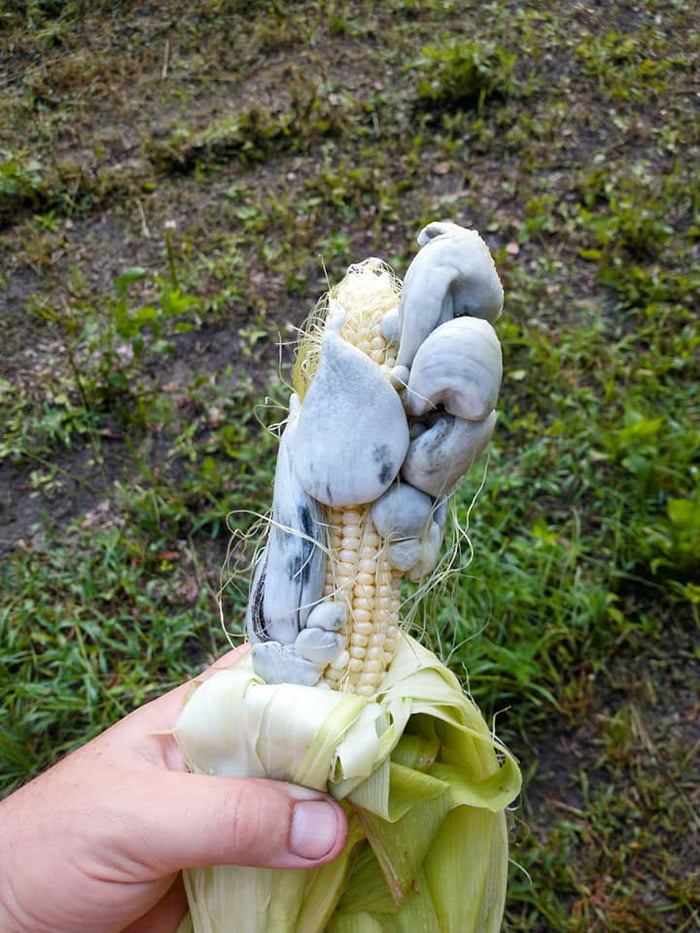 Sometimes, if the heat and humidity are high, corn can be infected by a ...