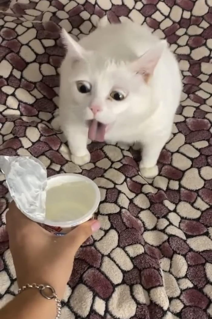 Cat is not a fan of yoghurt - 9GAG