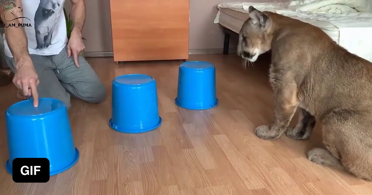 Puma playing the shell game - 9GAG