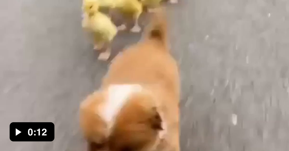 Puppy chased by gang of tiny dinosaurs - 9GAG